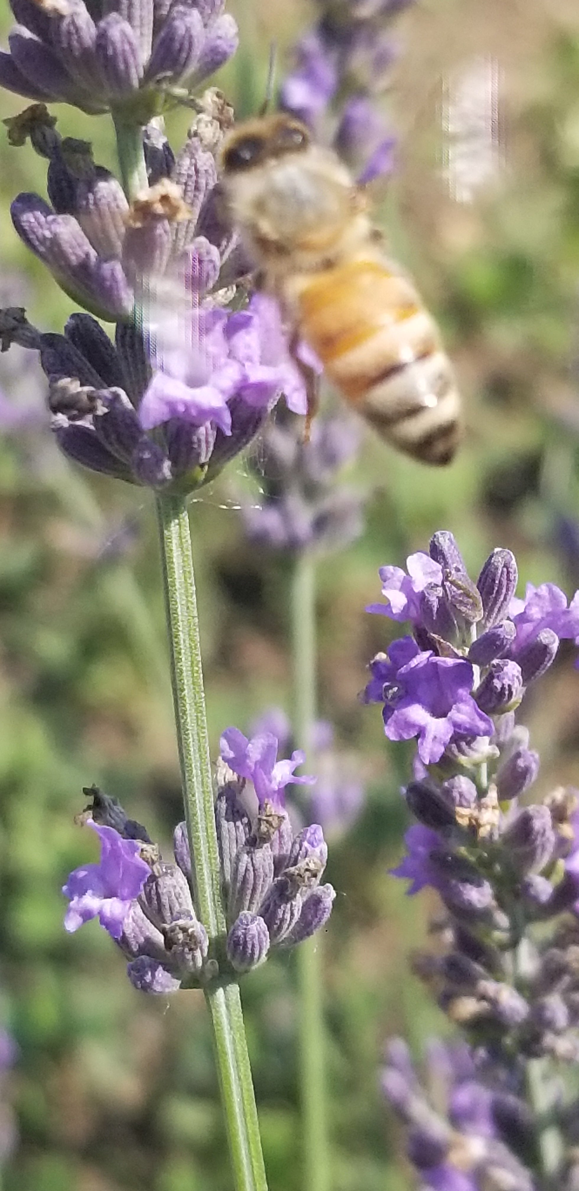Sleepy Bees Lavender Farm